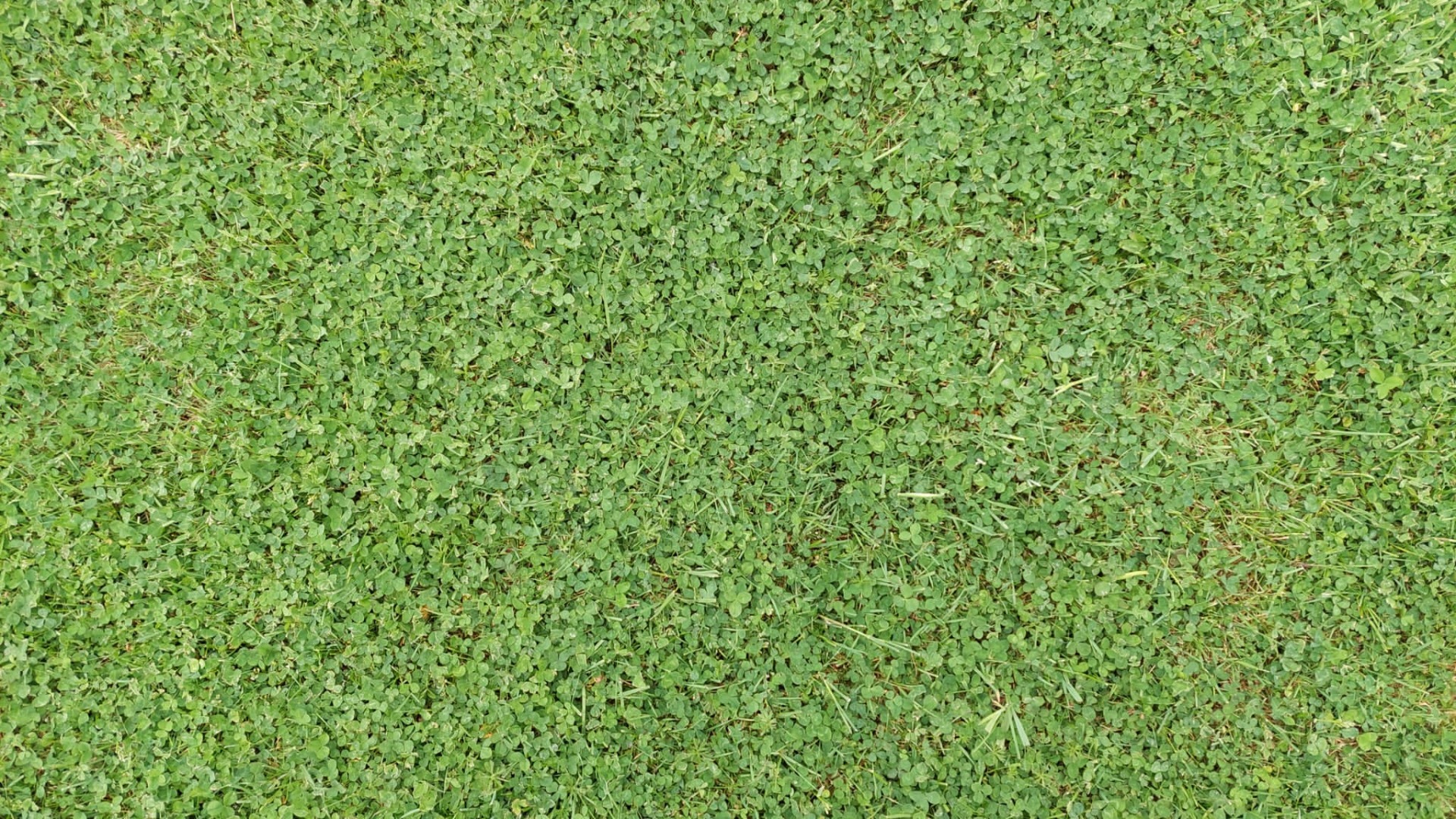 Fotogalerij :: DPgarden